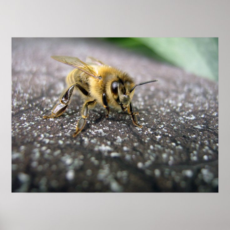 Portrait of a Honey Bee Poster | Zazzle