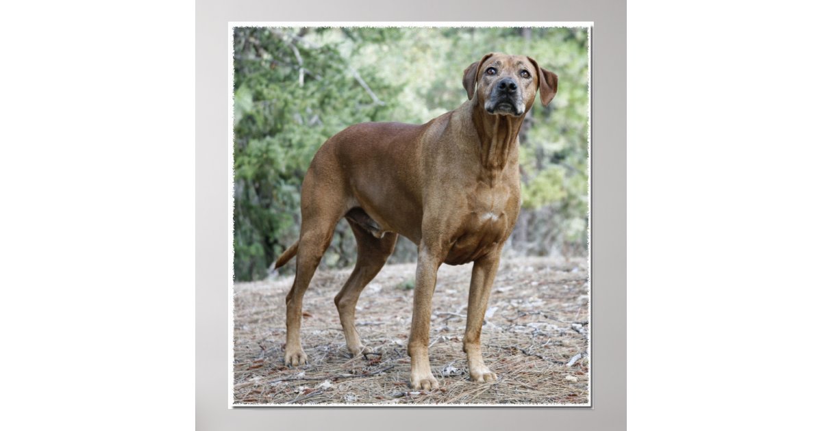 Portrait of a Rhodesian Ridgeback Poster | Zazzle