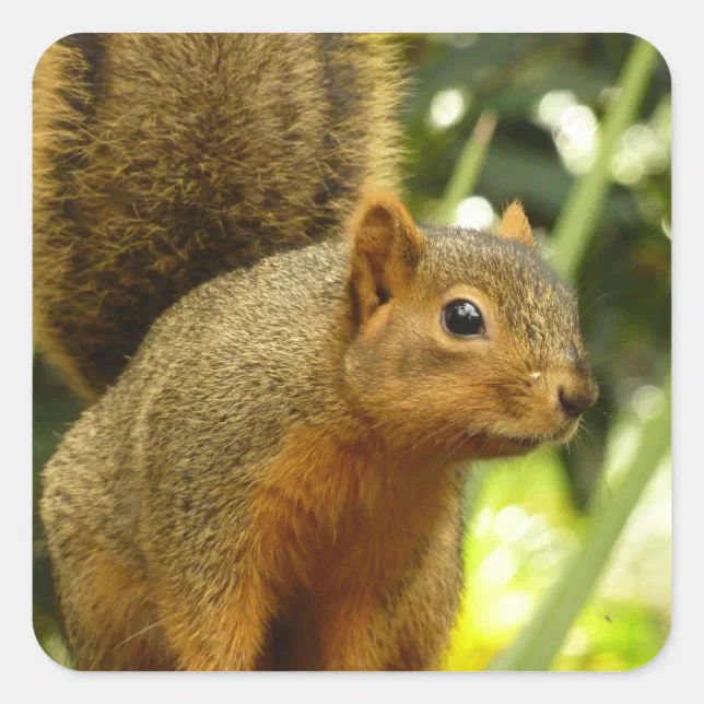 Portrait of a Squirrel Nature Animal Photography Square Sticker | Zazzle