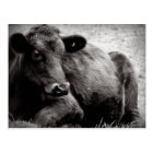Black Angus Funny Cow Photo Postcard | Zazzle.com