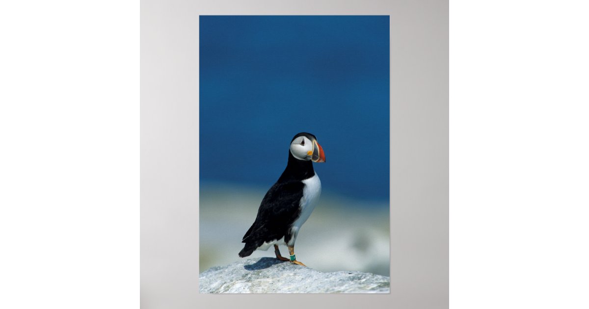 Portrait of an Atlantic Puffin Poster | Zazzle
