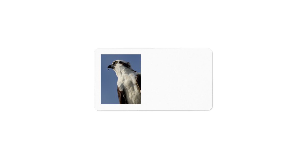 Portrait of an osprey label | Zazzle