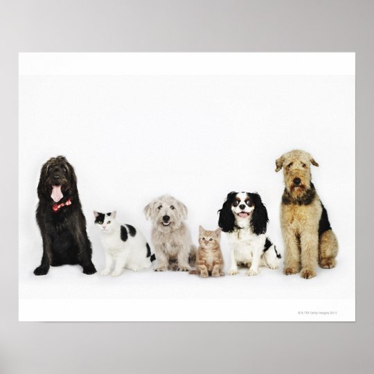 Portrait of cats and dogs sitting together poster | Zazzle.com