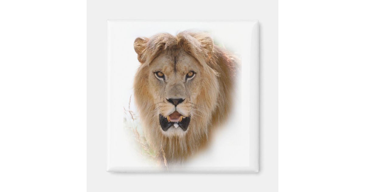 Portrait of lion magnet | Zazzle