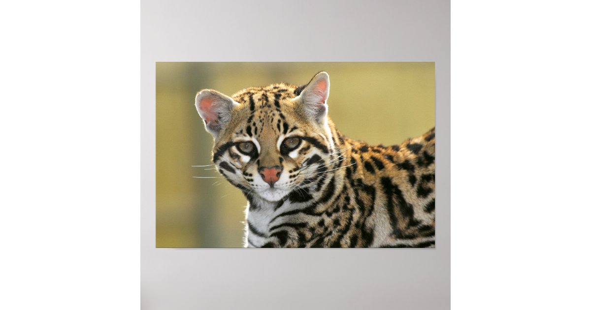 Portrait of Ocelot Poster | Zazzle