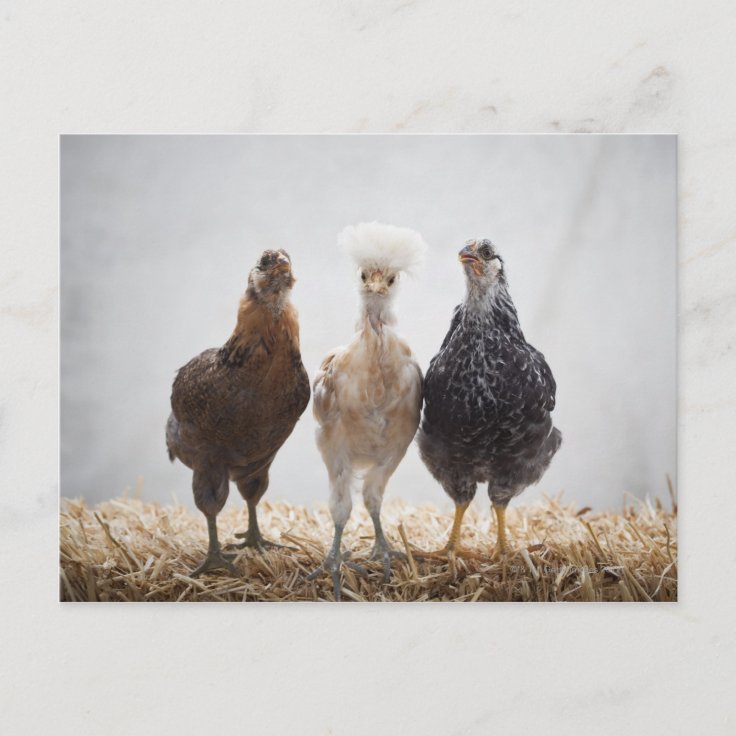 Portrait of Three Pet Chickens Looking Forward Postcard | Zazzle