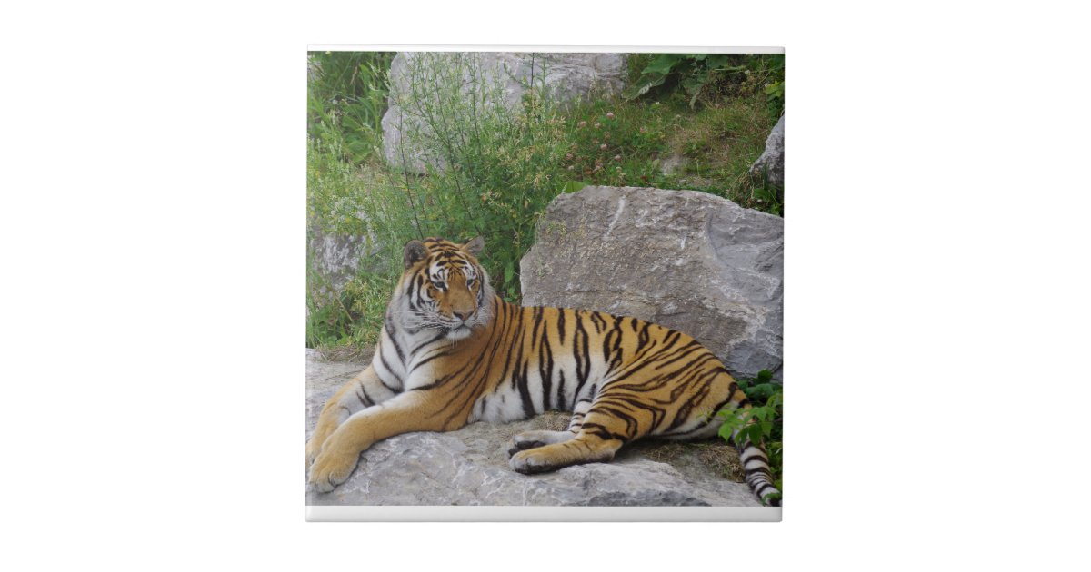 Portrait photo of a Siberian tiger Ceramic Tile | Zazzle
