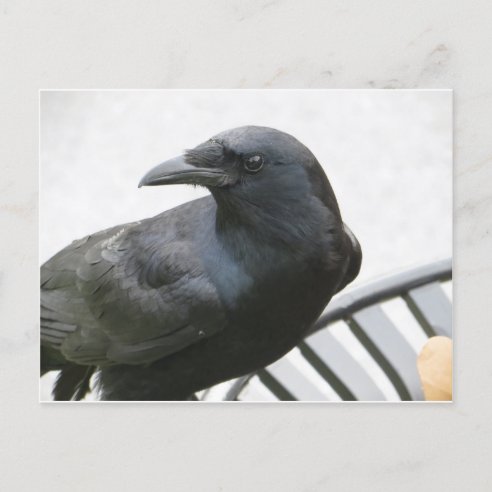 Personalized Crow Gifts on Zazzle