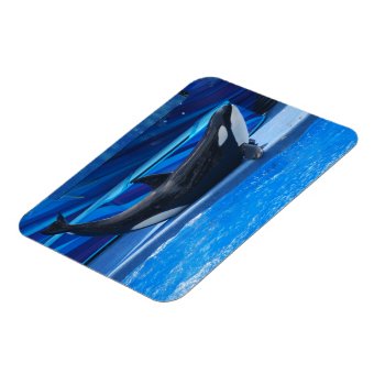 Posing Orca Flexible Magnet | Zazzle
