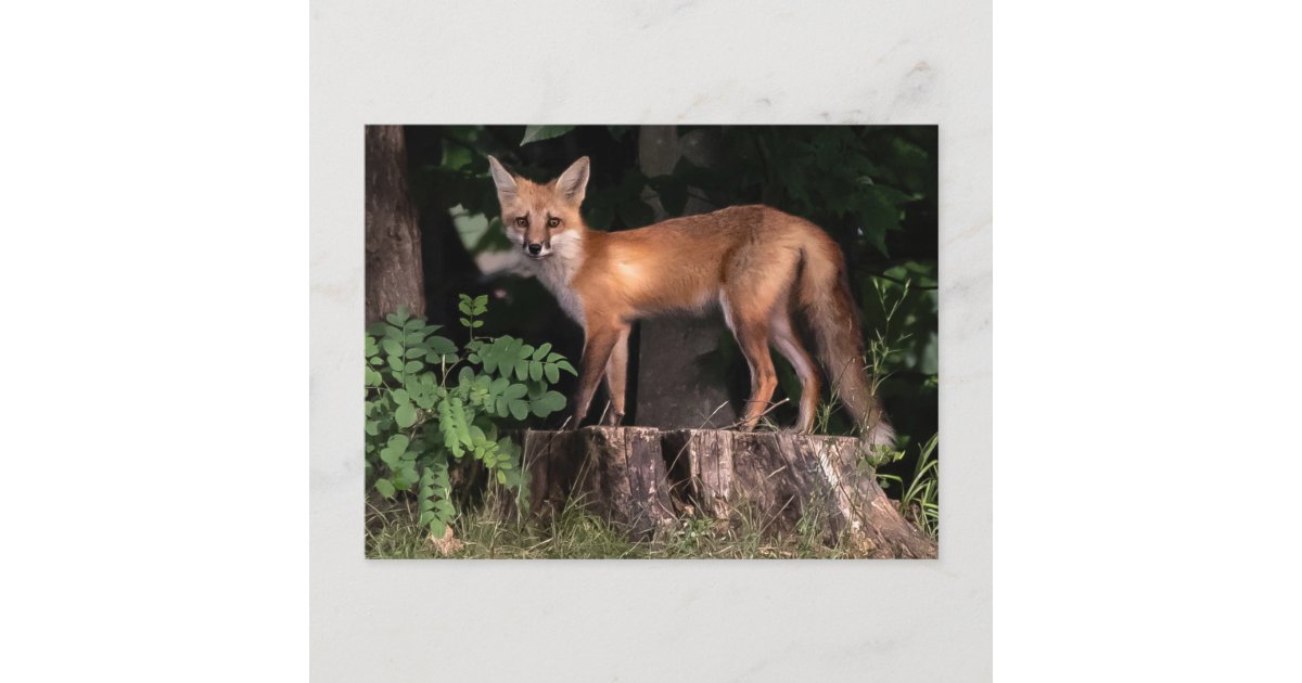 Posing Red Fox Postcard | Zazzle