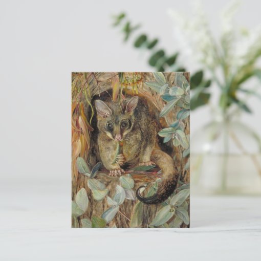 Possum up a Gum Tree by Marianne North Postcard | Zazzle