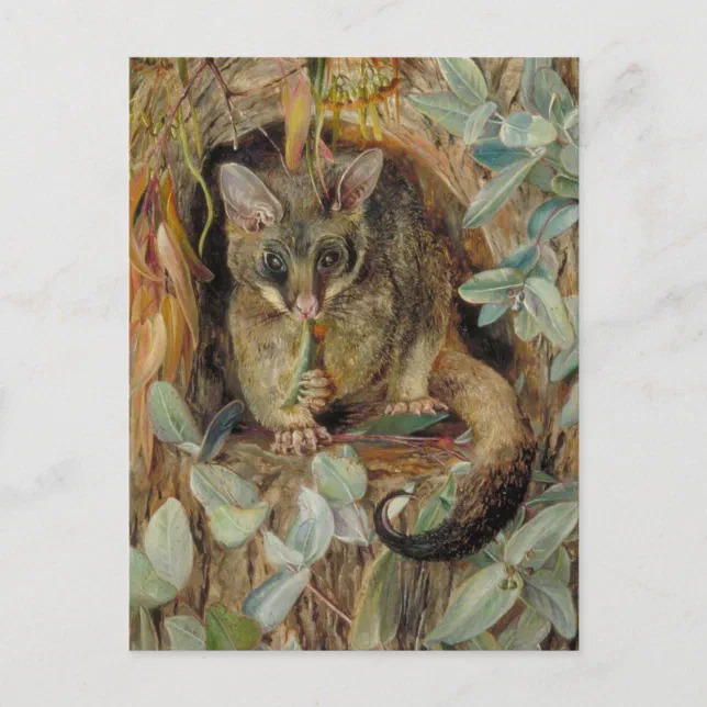 Possum up a Gum Tree by Marianne North Postcard | Zazzle