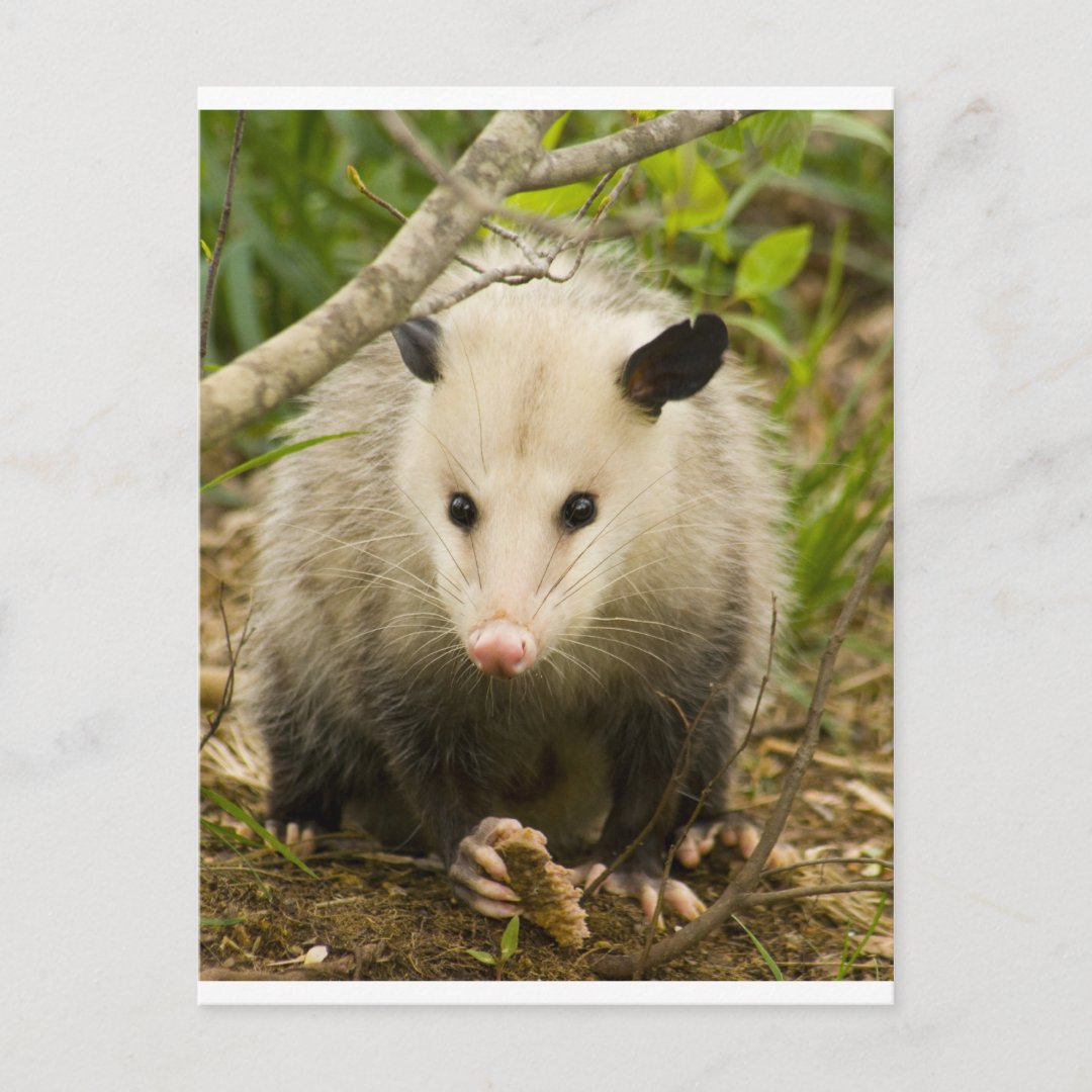 Possums are Pretty - Opossum Didelphimorphia Postcard | Zazzle