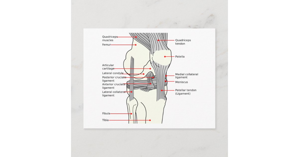 Postcard Anatomical Diagram human right knee joint | Zazzle