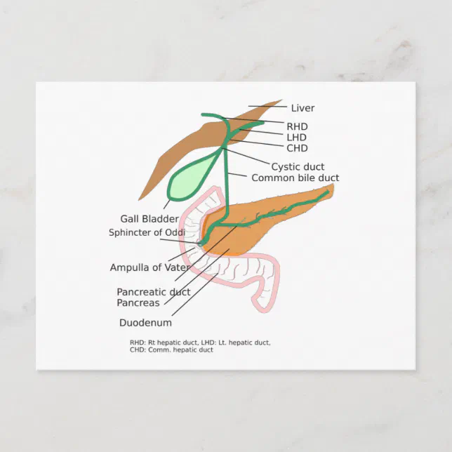 Postcard Biliary System Diagram Chart Gall Bladder | Zazzle