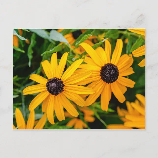 Postcard - Black-eyed Susan | Zazzle