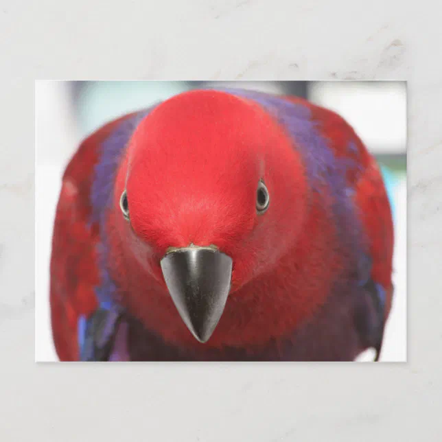 Postcard Eclectus parrot red female pet | Zazzle