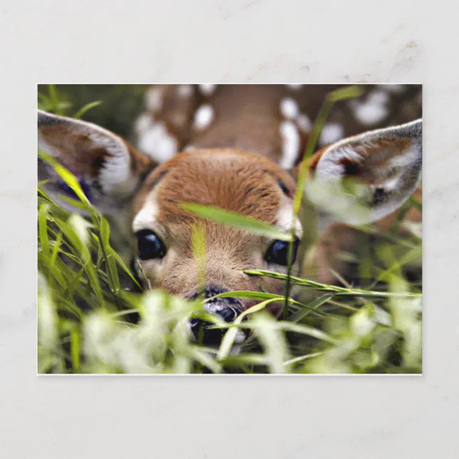 Postcard - Fawn | Zazzle