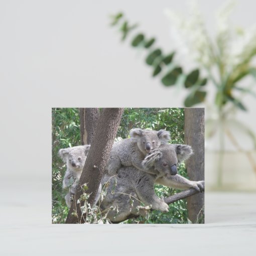 Postcard Koala QLD Australia | Zazzle