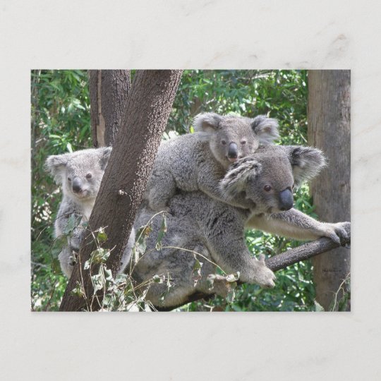 Postcard Koala QLD Australia | Zazzle.com