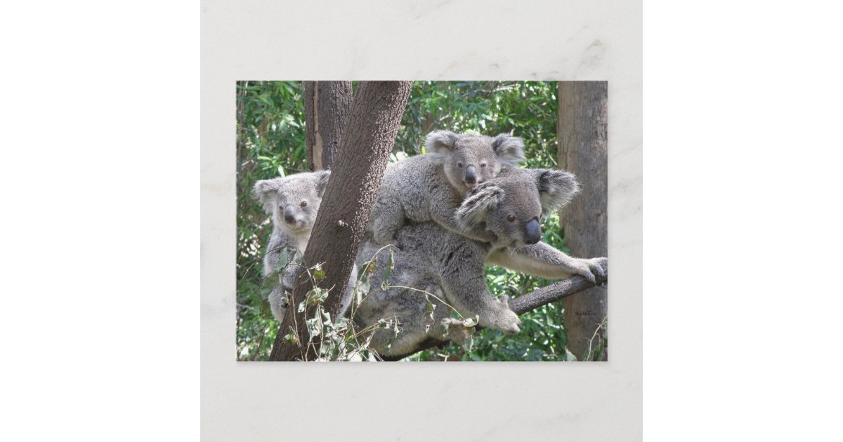 Postcard Koala QLD Australia | Zazzle