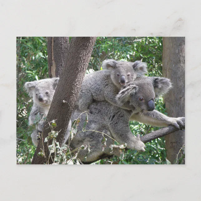 Postcard Koala QLD Australia | Zazzle
