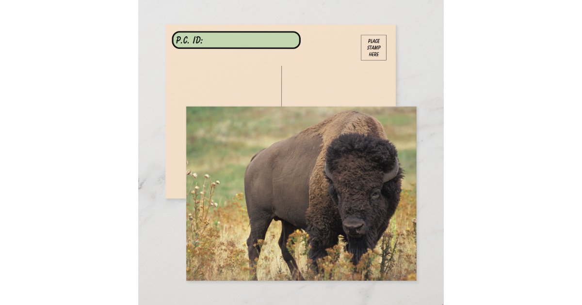 Postcrossing American Bison / Buffalo Postcard | Zazzle