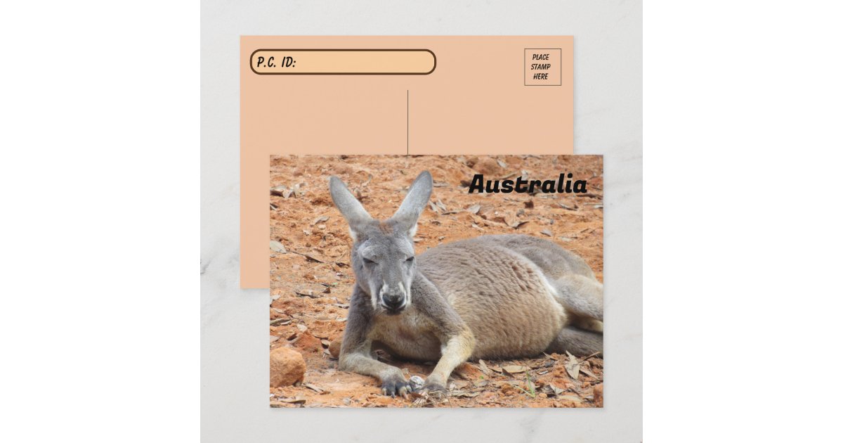Postcrossing Confident Kangaroo Postcard | Zazzle