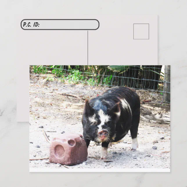 Postcrossing Cute Little Piggy Farm Life Postcard | Zazzle