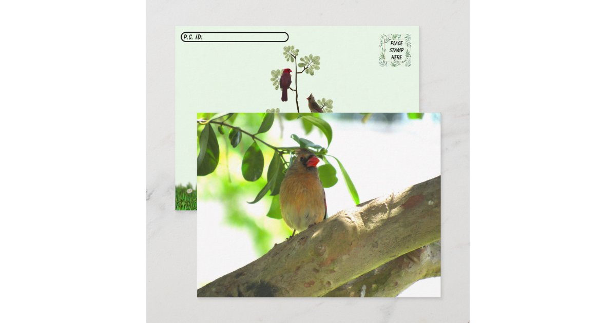 Postcrossing - Female Cardinal Backyard Bird Postcard | Zazzle