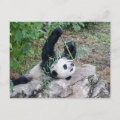 Postcrossing Pic of a Giant Panda Postcard | Zazzle