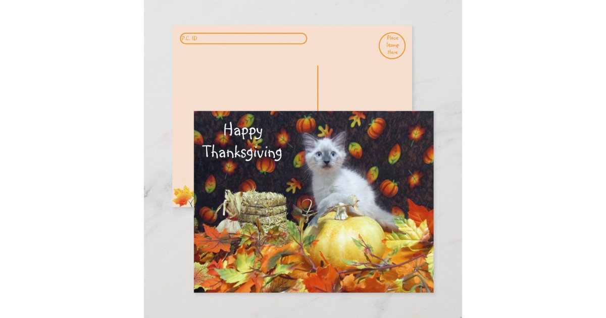 Postcrossing - Savannah Siamese Cat's Thanksgiving Postcard | Zazzle