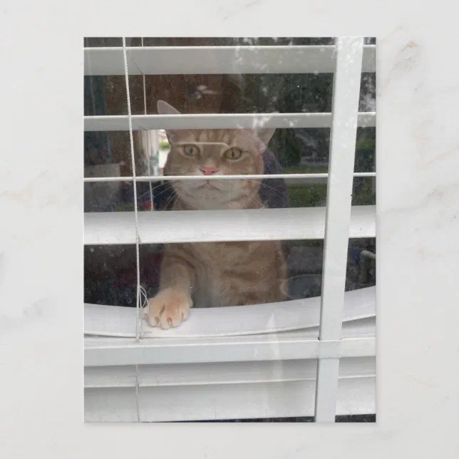 Postcrossing - Where's Mom Cat Postcard | Zazzle