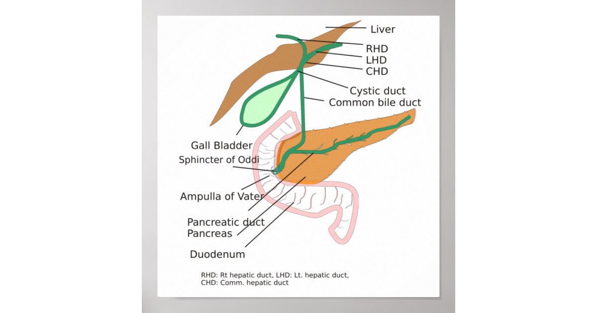 Poster Biliary System Diagram Chart Gall Bladder | Zazzle