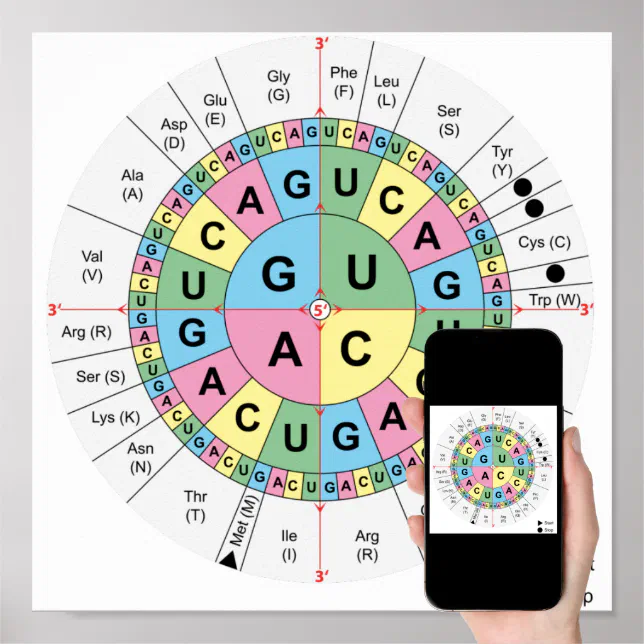 Poster Codons Amino Acids Table Genetic Code DNA | Zazzle