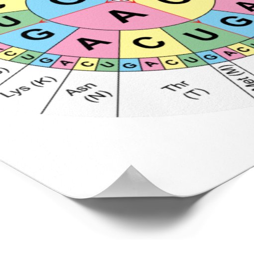 Poster Codons Amino Acids Table Genetic Code DNA | Zazzle
