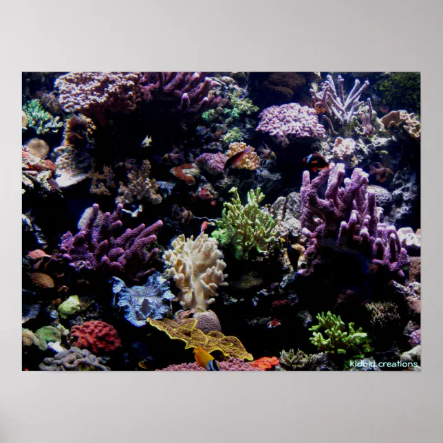poster - coral reef | Zazzle