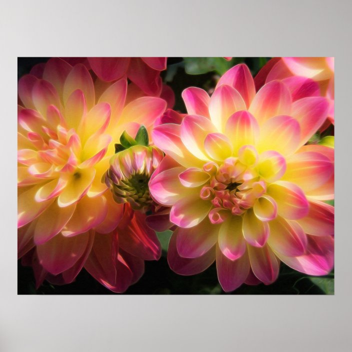 Poster-Dahlias Poster | Zazzle