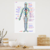 Poster Diagram Human Circulatory System Arteries | Zazzle