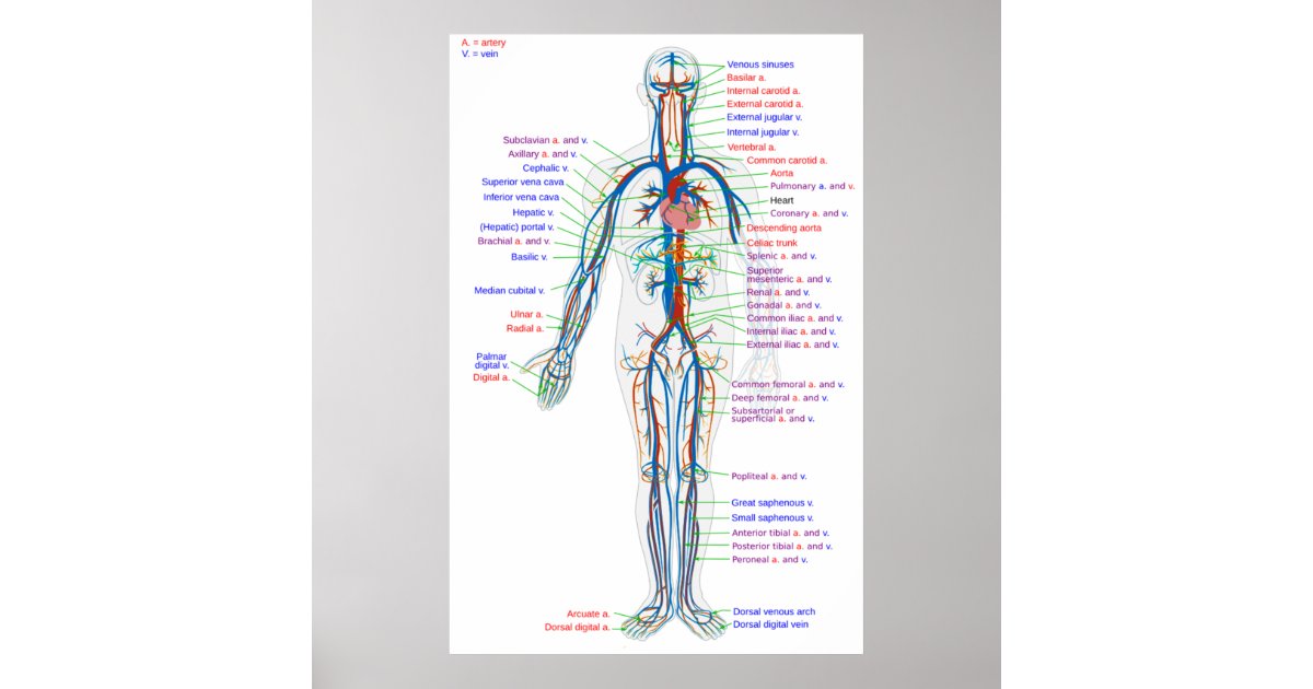 Poster Diagram Human Circulatory System Arteries | Zazzle
