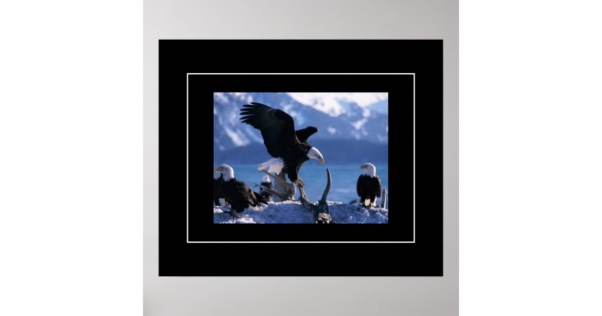 Poster-Eagles Poster | Zazzle