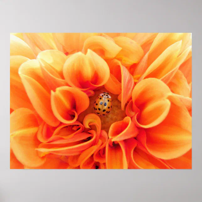 Poster-Flower/Ladybug Poster | Zazzle