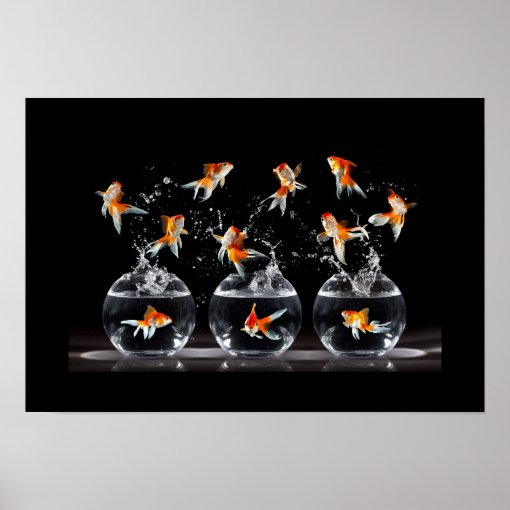 Poster-Goldfish Poster | Zazzle