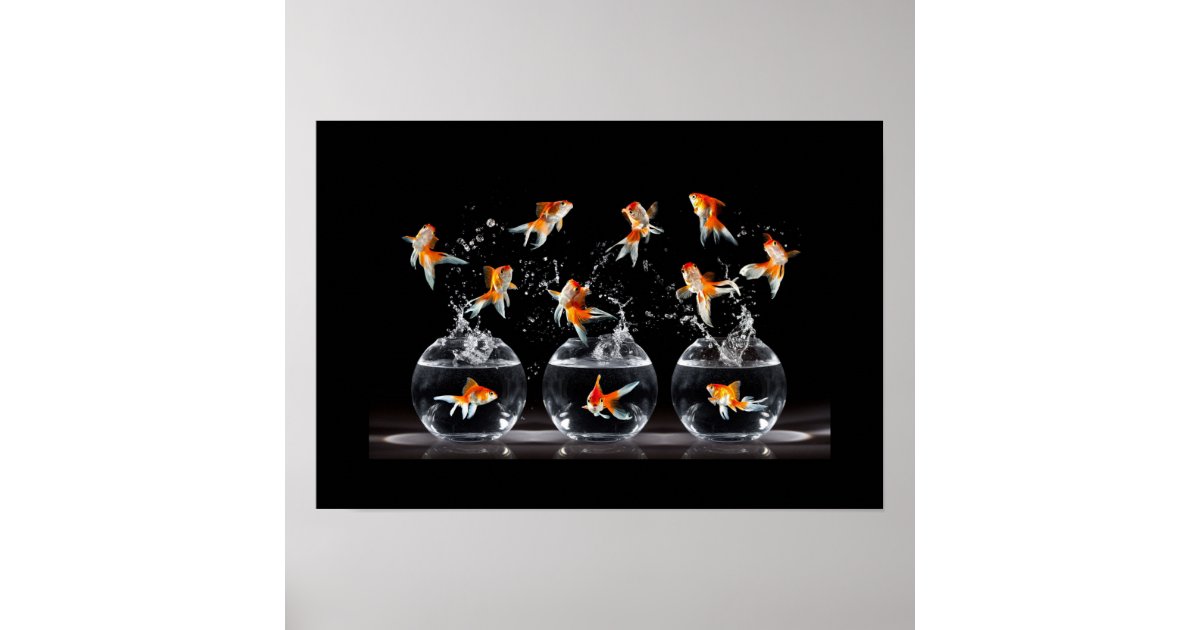 Poster-Goldfish Poster | Zazzle