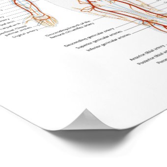 Poster Human Circulatory System of Arteries | Zazzle