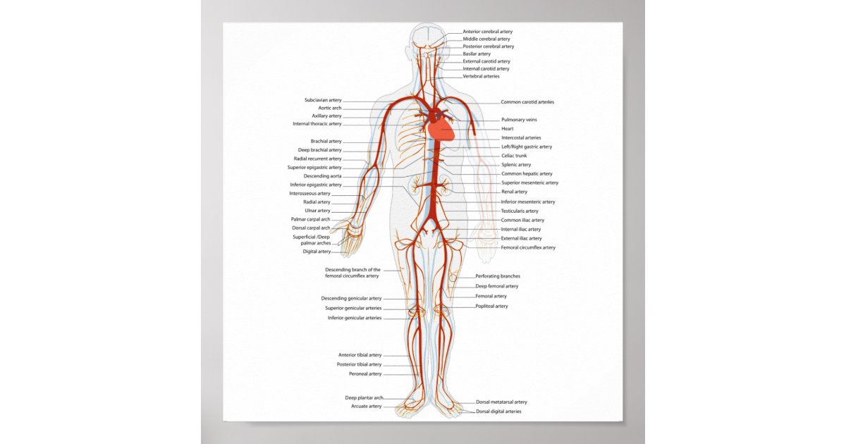 Poster Human Circulatory System of Arteries | Zazzle