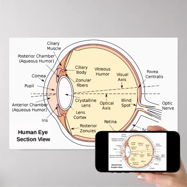 Poster Human Eye Ball Anatomical Diagram | Zazzle