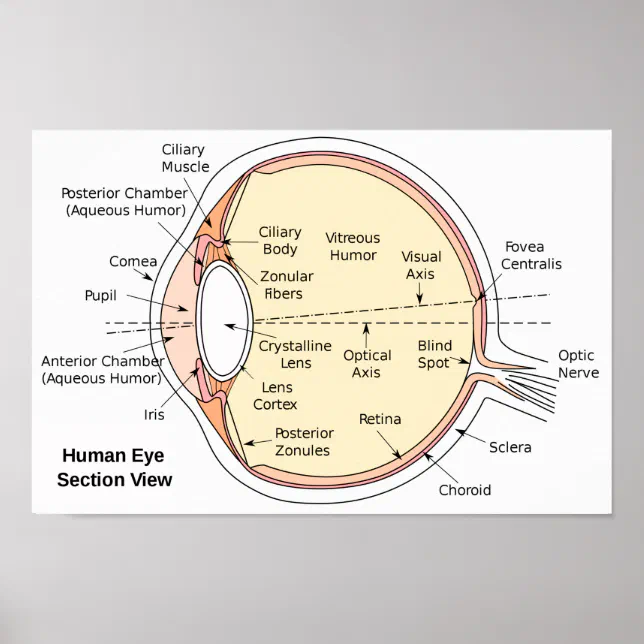 Poster Human Eye Ball Anatomical Diagram | Zazzle