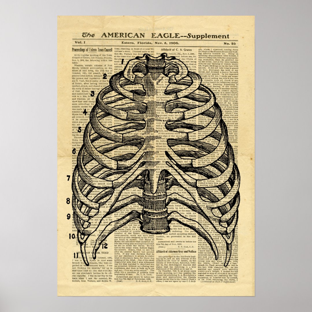 Poster Human Skeleton Thorax on newspaper | Zazzle