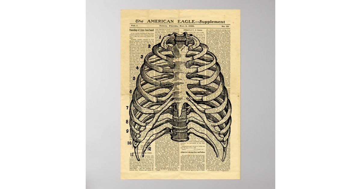 Poster Human Skeleton Thorax on newspaper | Zazzle